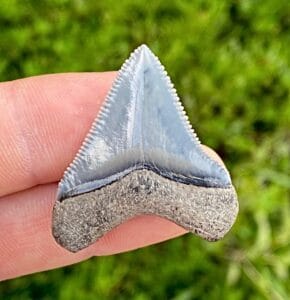 Dig for Fossilized Shark Teeth in Summerville South Carolina