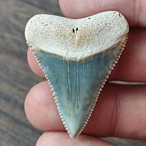Dig for Fossilized Shark Teeth in Summerville South Carolina