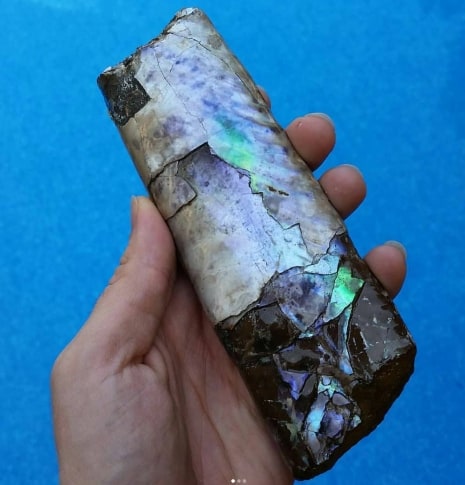 Opalized Fossil Varieties (Bones, Clams, and Shells)