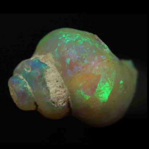 Opalized Fossil Varieties (Bones, Clams, and Shells)