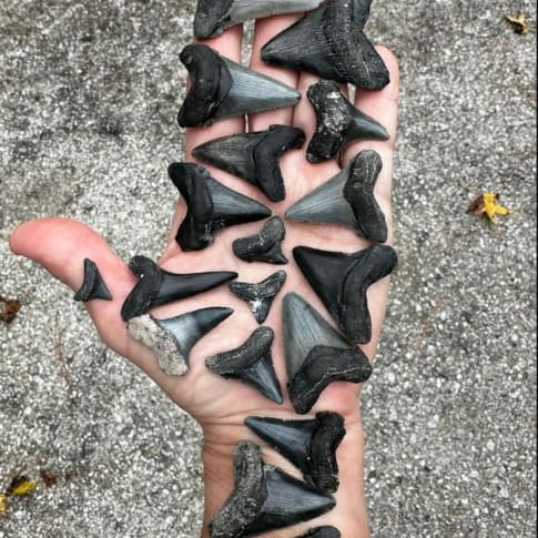 Megalodon Teeth (Megatooth Shark, Jaws' Big Brother)