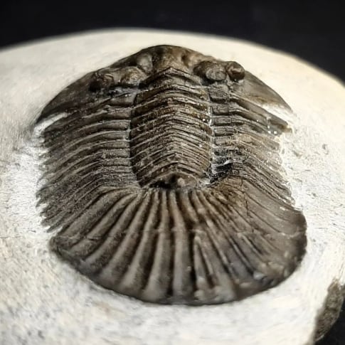 Trilobite Fossils (How To Identify and Value)